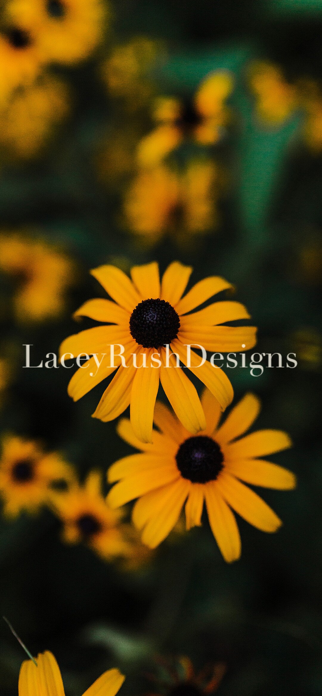 Black Eyed Susan Photo iPhone Wallpaper | Digital Download - Etsy