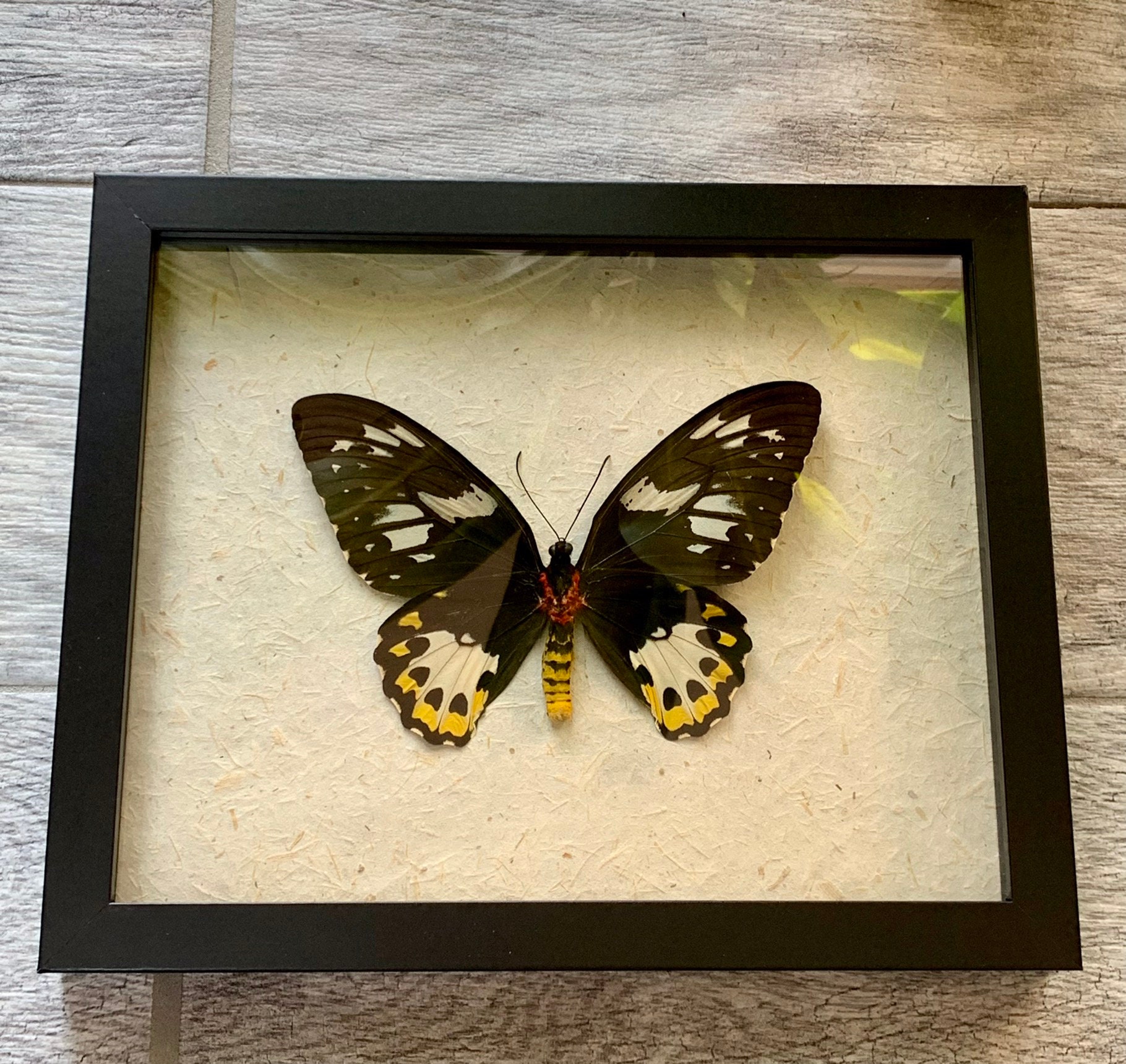 Female Birdwing Butterfly in 8x8 Frame - Etsy