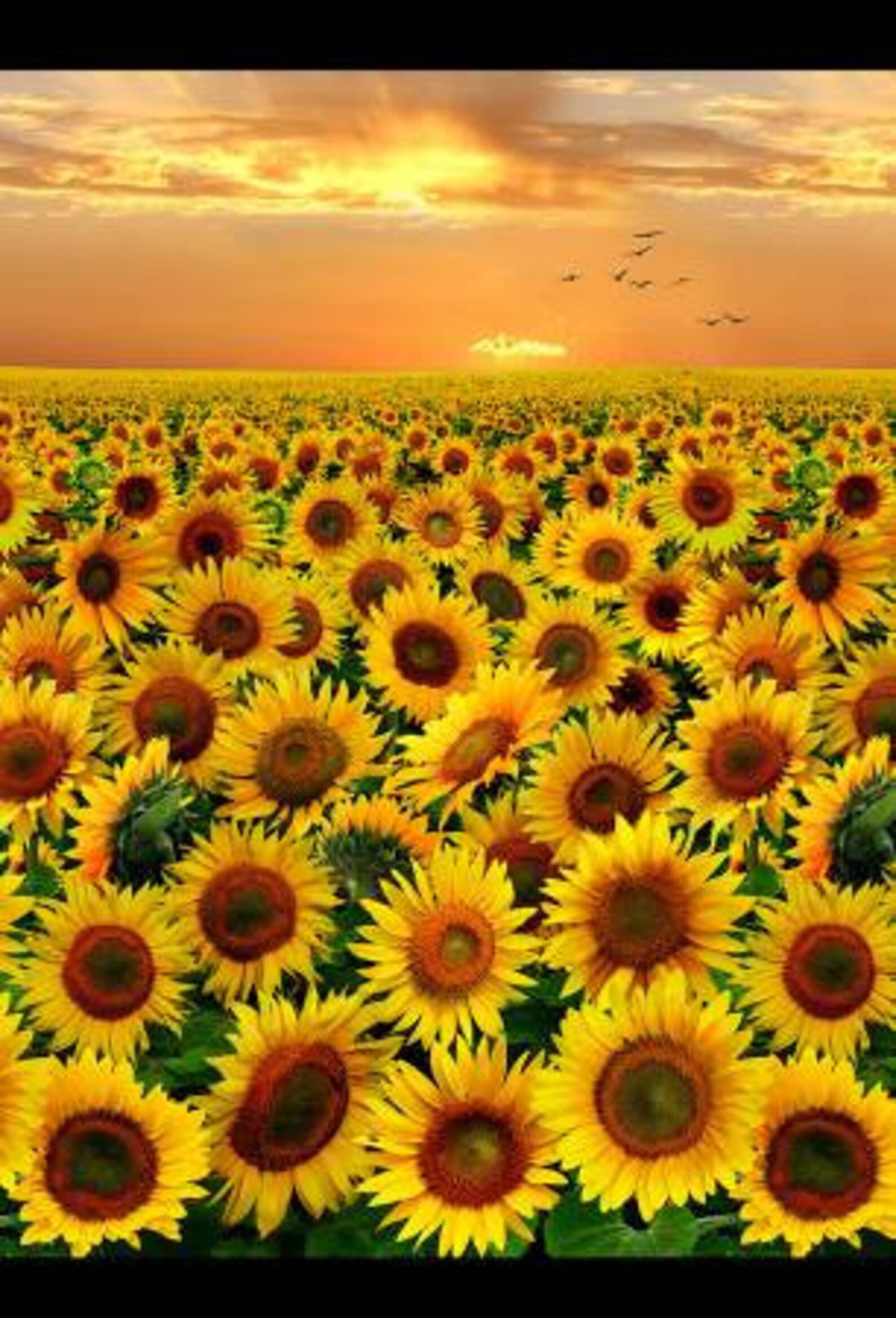 1 Panel 24" X 44" From Gold Sunflowers Afternoon Panel # 591E-GLD ...