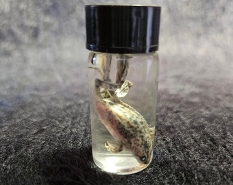 Diaphonized TADPOLE SKELLETON, XS Kawaii, Wet Specimen, Diaphonization ...