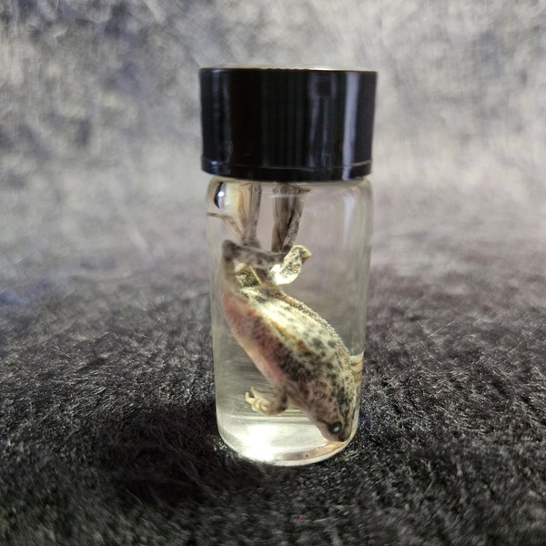 Wet Specimens - Etsy