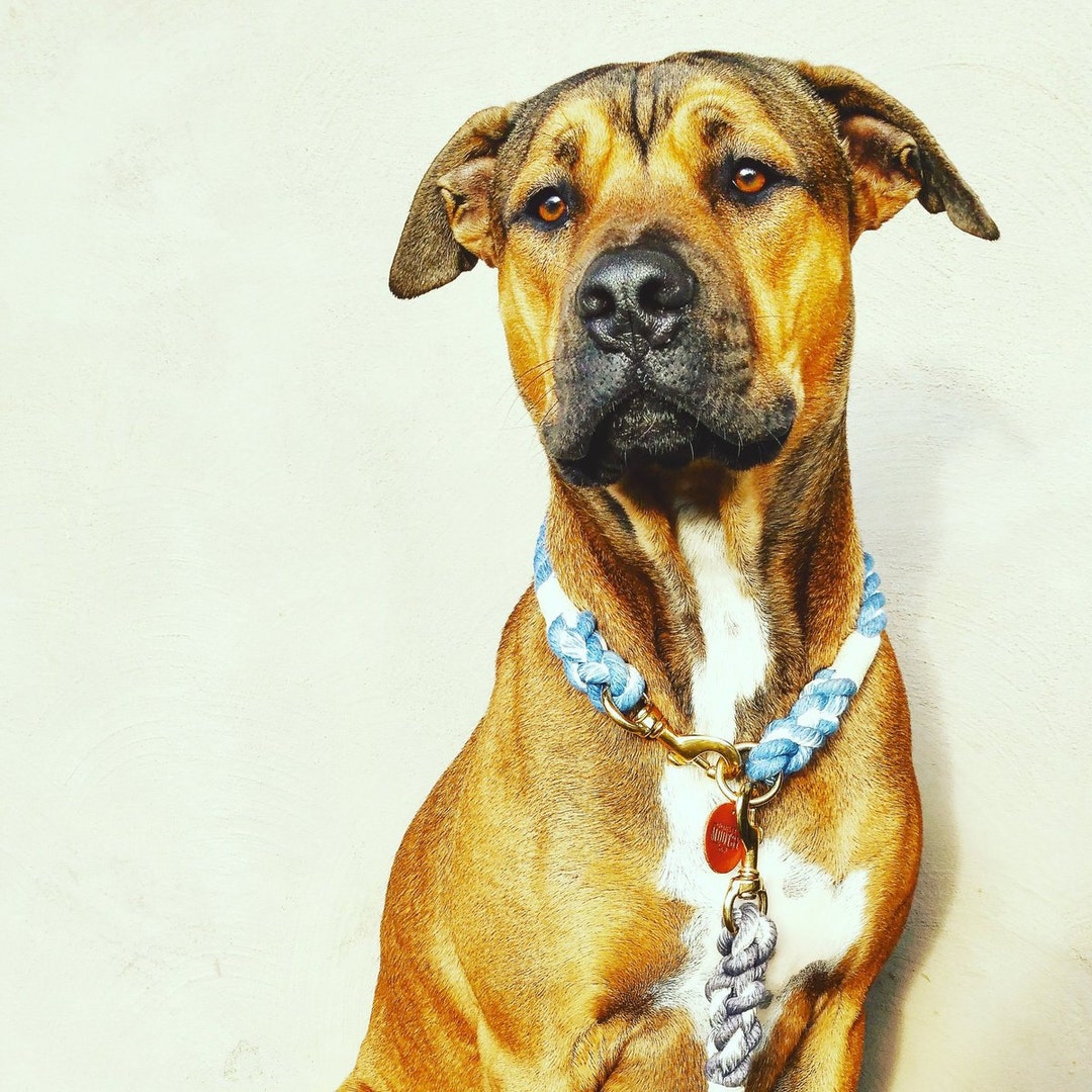 Royal Blue Ombré Rope Dog Collar - Etsy