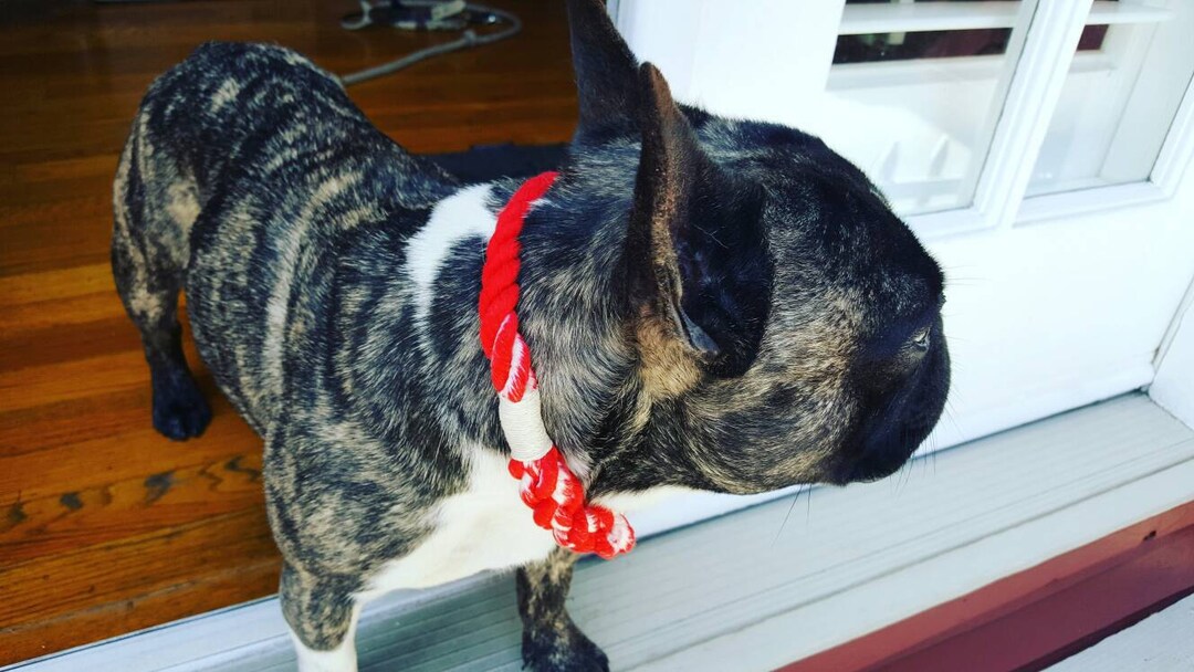 Scarlet Red Ombré Rope Dog Collar - Etsy