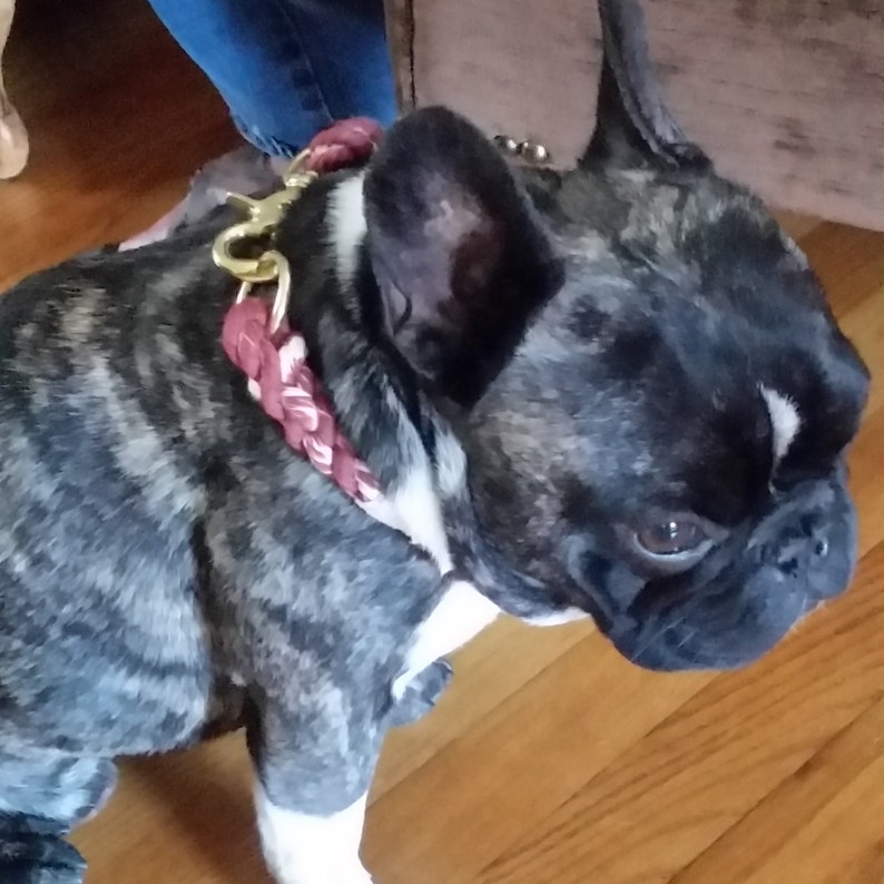 Cocoa Brown Ombré Rope Dog Collar | Etsy