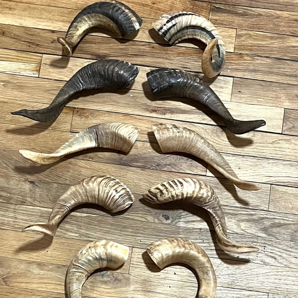 Rams Horn - Etsy