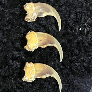 Real Wolverine Claws All Sizes - Etsy