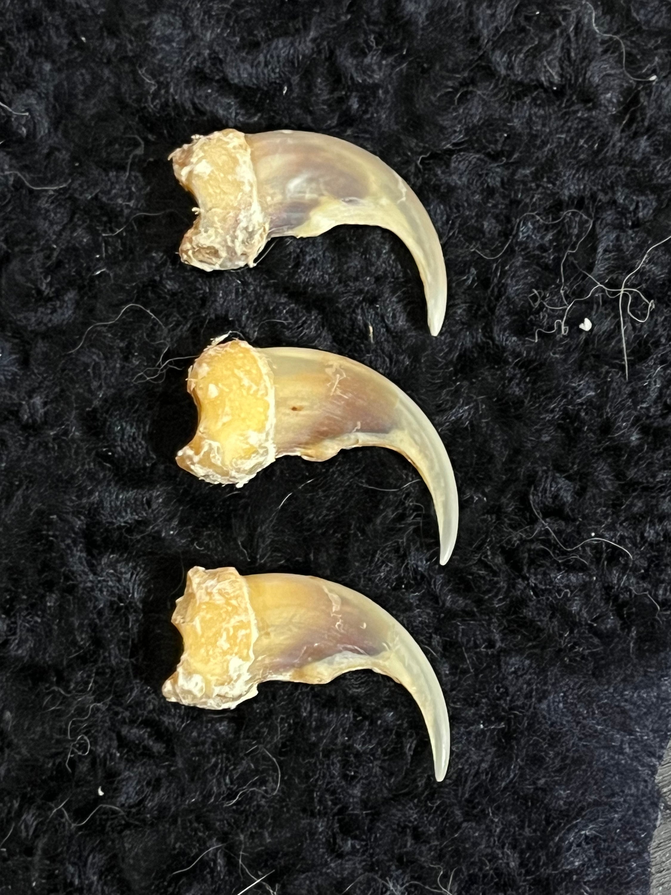 Real Wolverine Claws All Sizes - Etsy