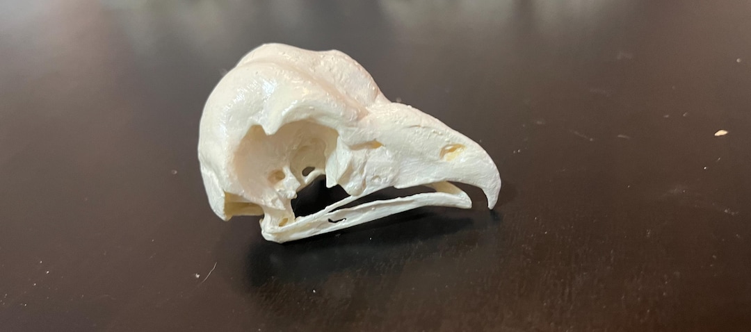 Great Horned Owl Skull Lifesize Replica 3D Printed Hand Painted - Etsy