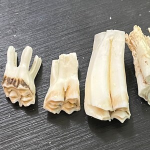 Goat Molar Comparison Set of 5, Real Goat Teeth - Etsy