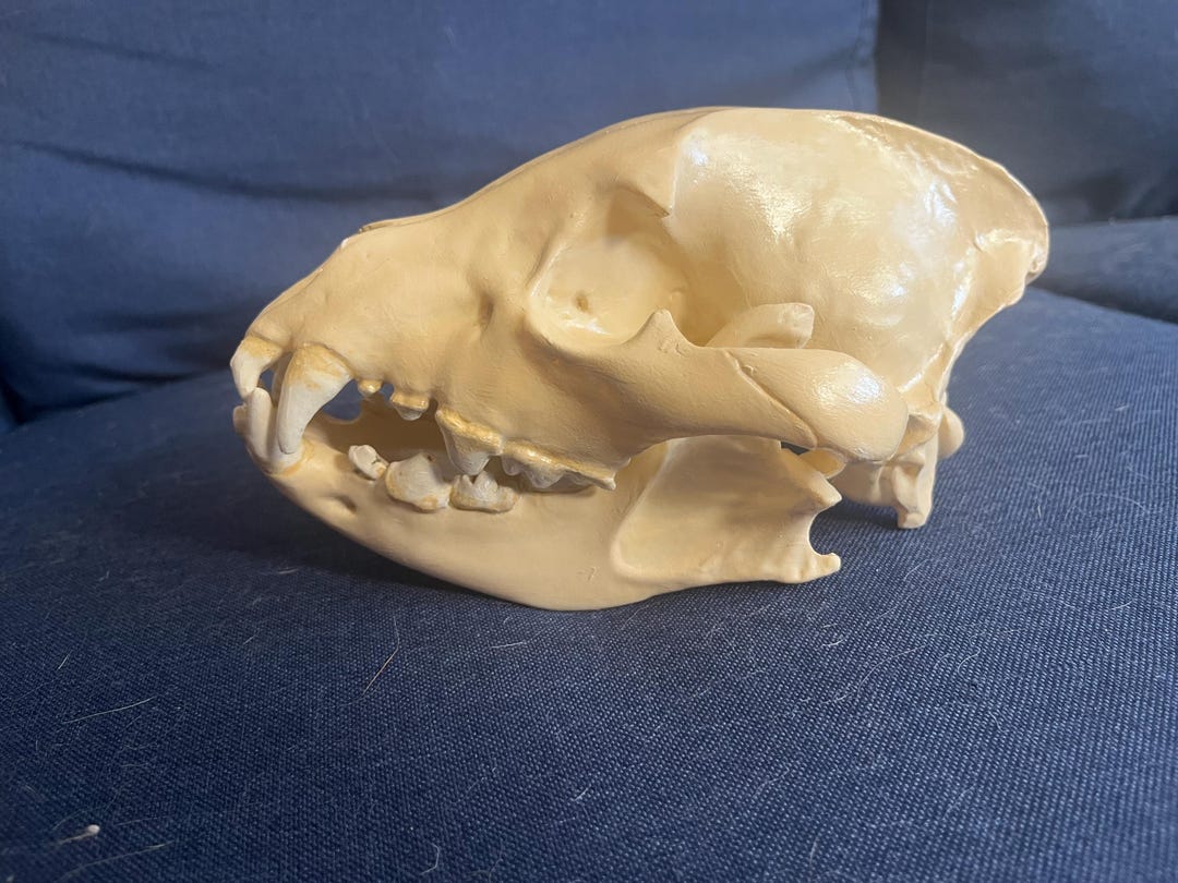 Realistic Spotted Hyena Skull Life Size 3D Printed Hand Painted RESIN ...