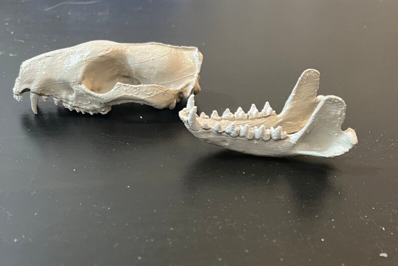 3D Printed Replica Quoll Skull Lifesize Hand Painted - Etsy