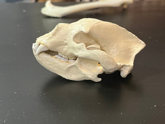 Short Faced Bear Skull