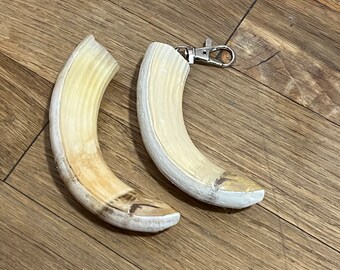 Replica Warthog Tusks Hand Made Resin Painted - Etsy