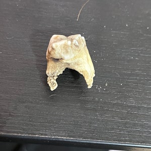 Pathological Mini Pig Molar BENEFITS CHARITY - Etsy