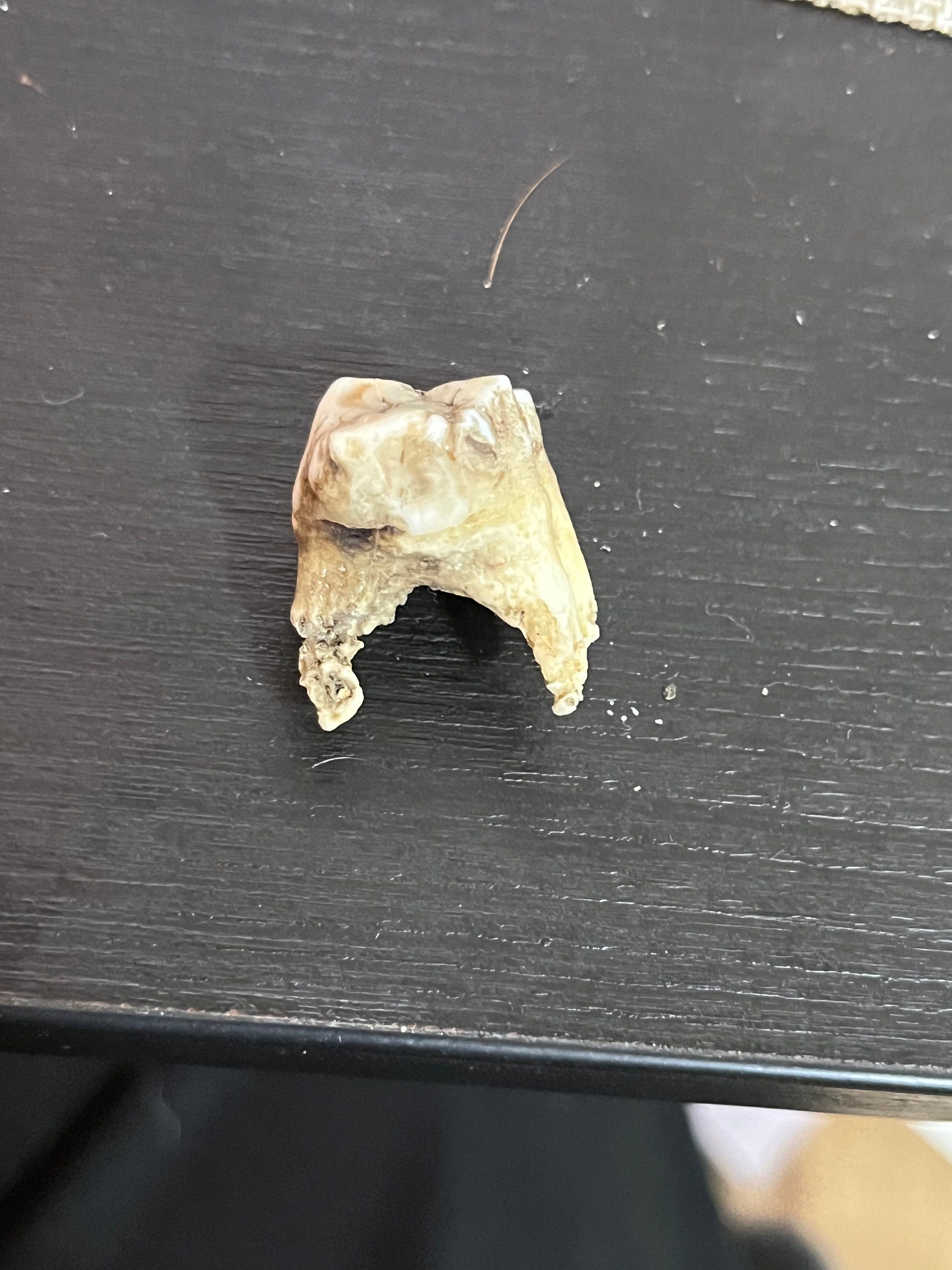 Pathological Mini Pig Molar BENEFITS CHARITY - Etsy