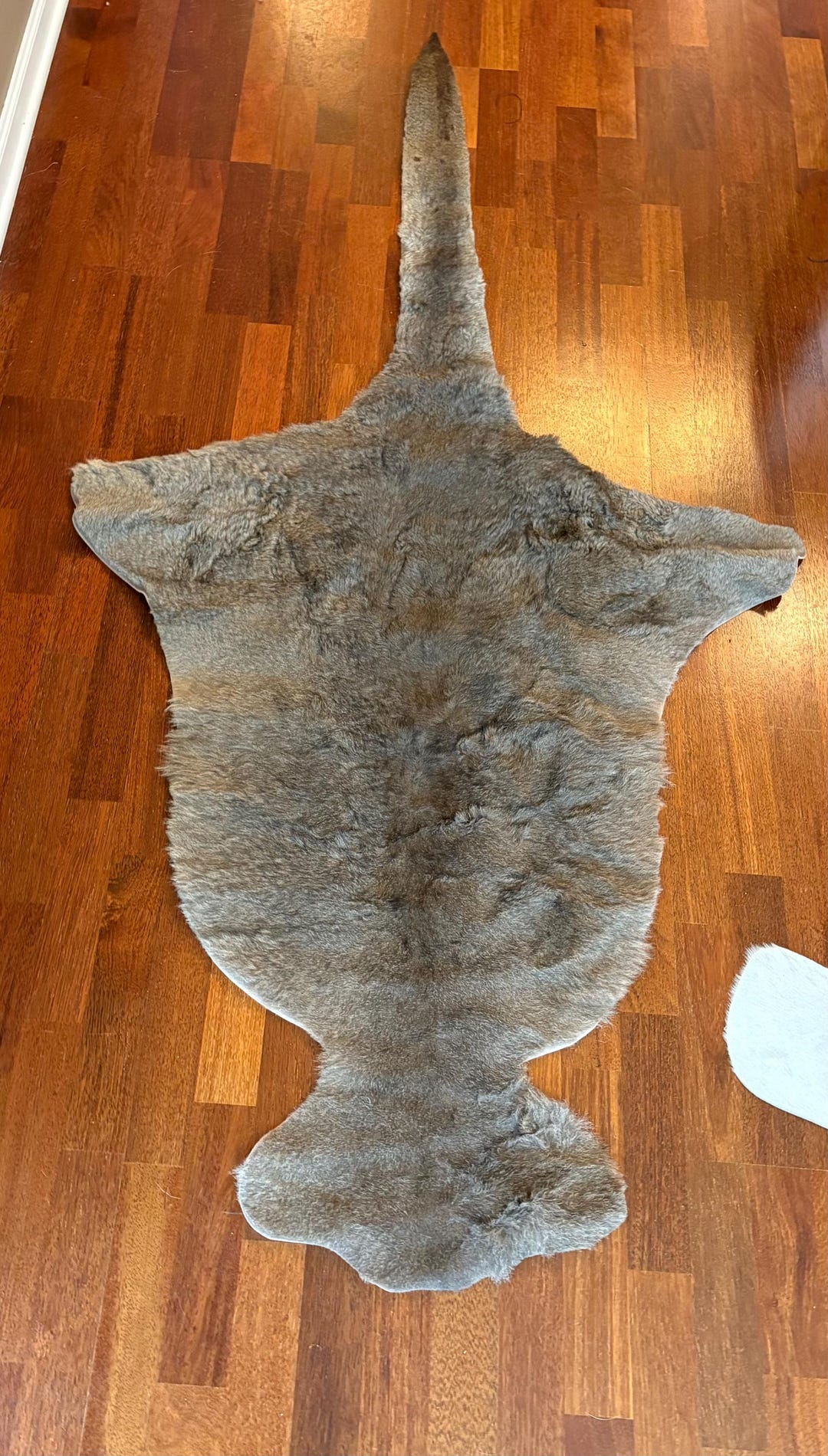 Huge 2XL Grey Kangaroo Pelt Rug With Tail Real Australian Hide - Etsy