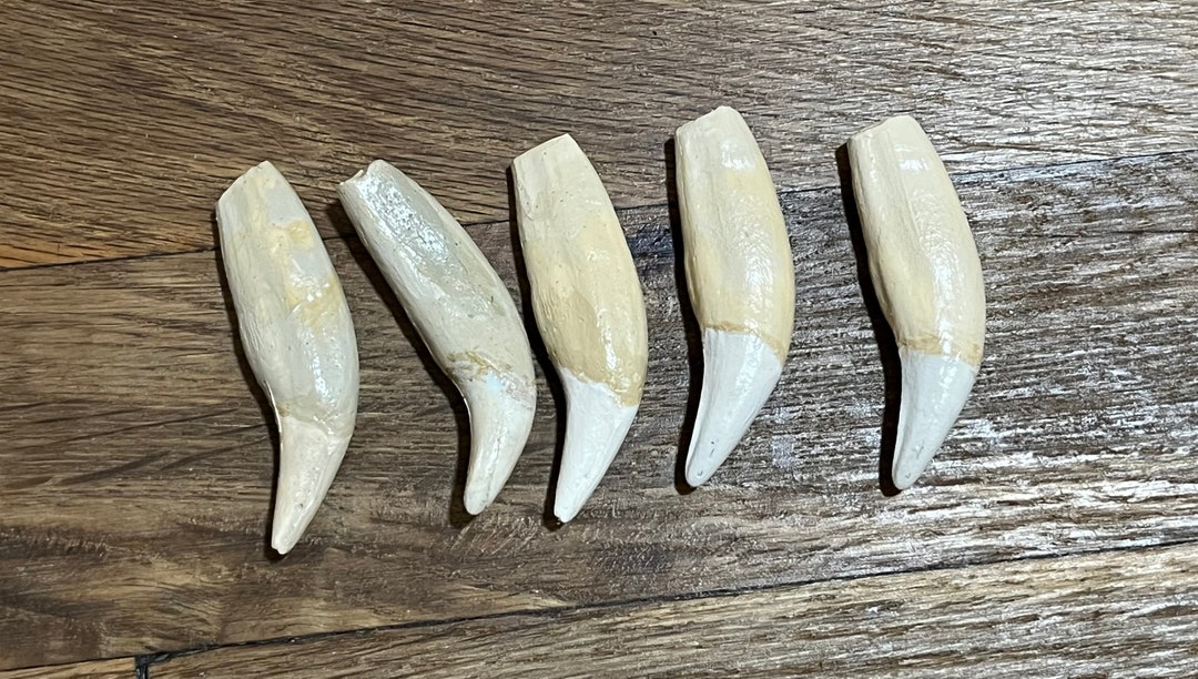 Realistic Bear Fang Hand Painted Replica Set of 5 - Etsy