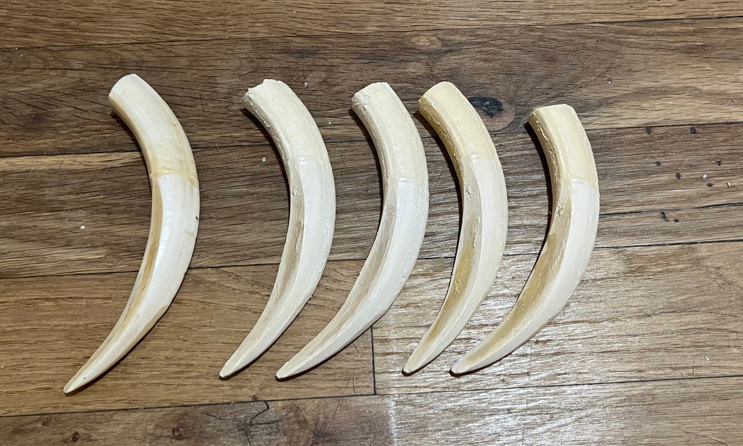 Replica Warthog Tusks Hand Made Resin Painted - Etsy