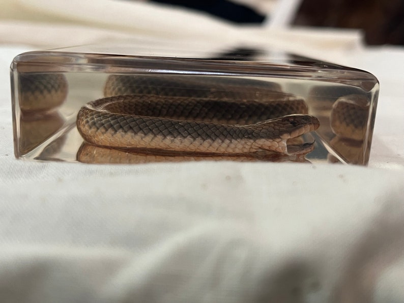 Preserved Water Snake in Resin - Etsy