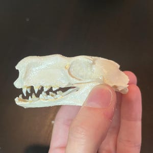 Hammer Headed Fruit Bat Skull REPLICA Lifesize 3D Printed Hand Painted - Etsy