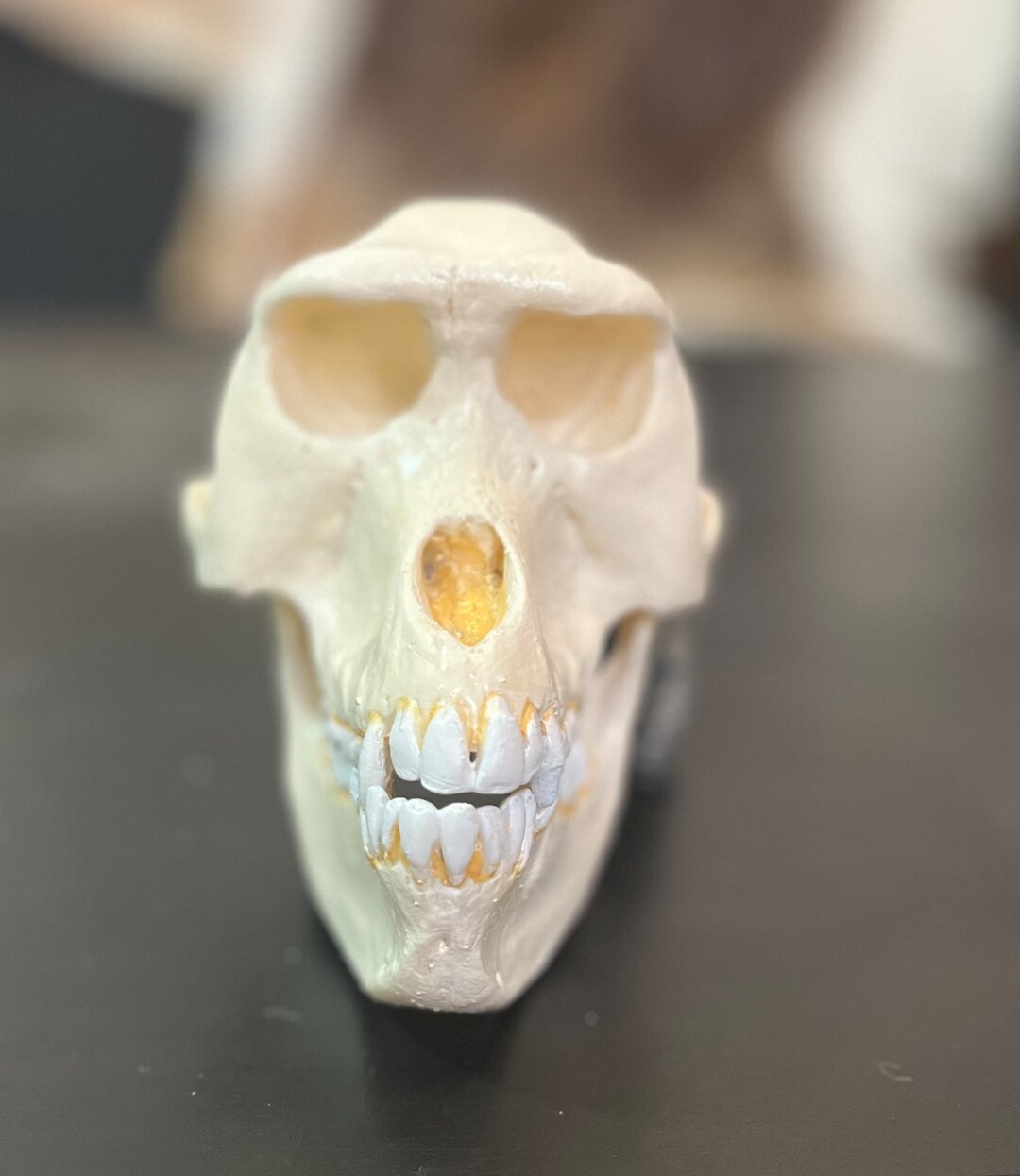 Juvenile Gelada Baboon Skull Replica 3D Printed Resin Handmade to Scale ...