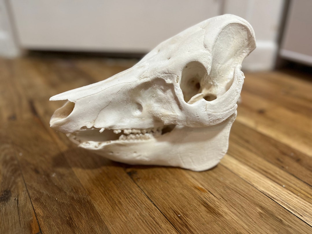 Real Domestic Pig Skulls Craft Grade Hand Cleaned Zero Waste - Etsy
