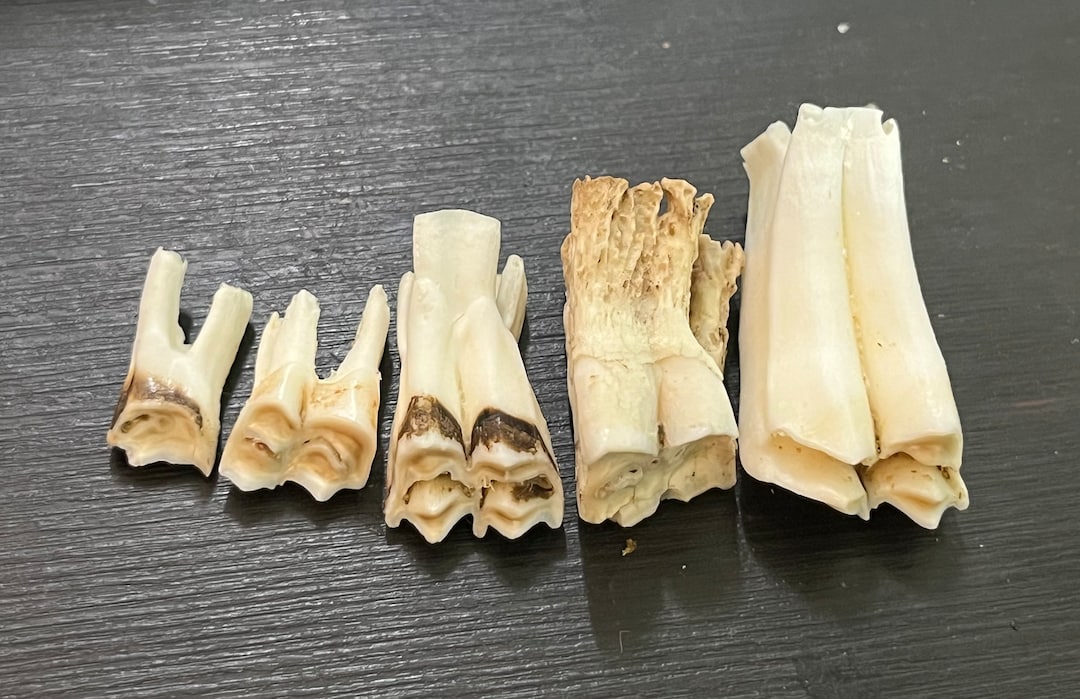 Goat Molar Comparison Set of 5, Real Goat Teeth - Etsy