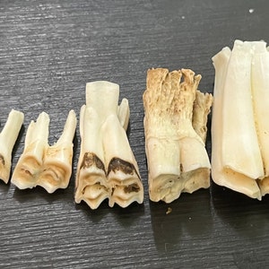 Goat Molar Comparison Set of 5, Real Goat Teeth - Etsy