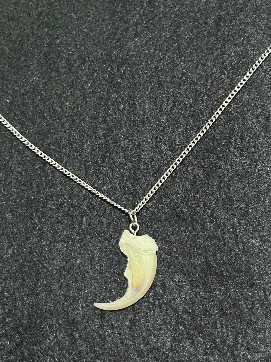 Real XL Wolverine Claw Necklace on 24” Stainless Steel Chain - Etsy