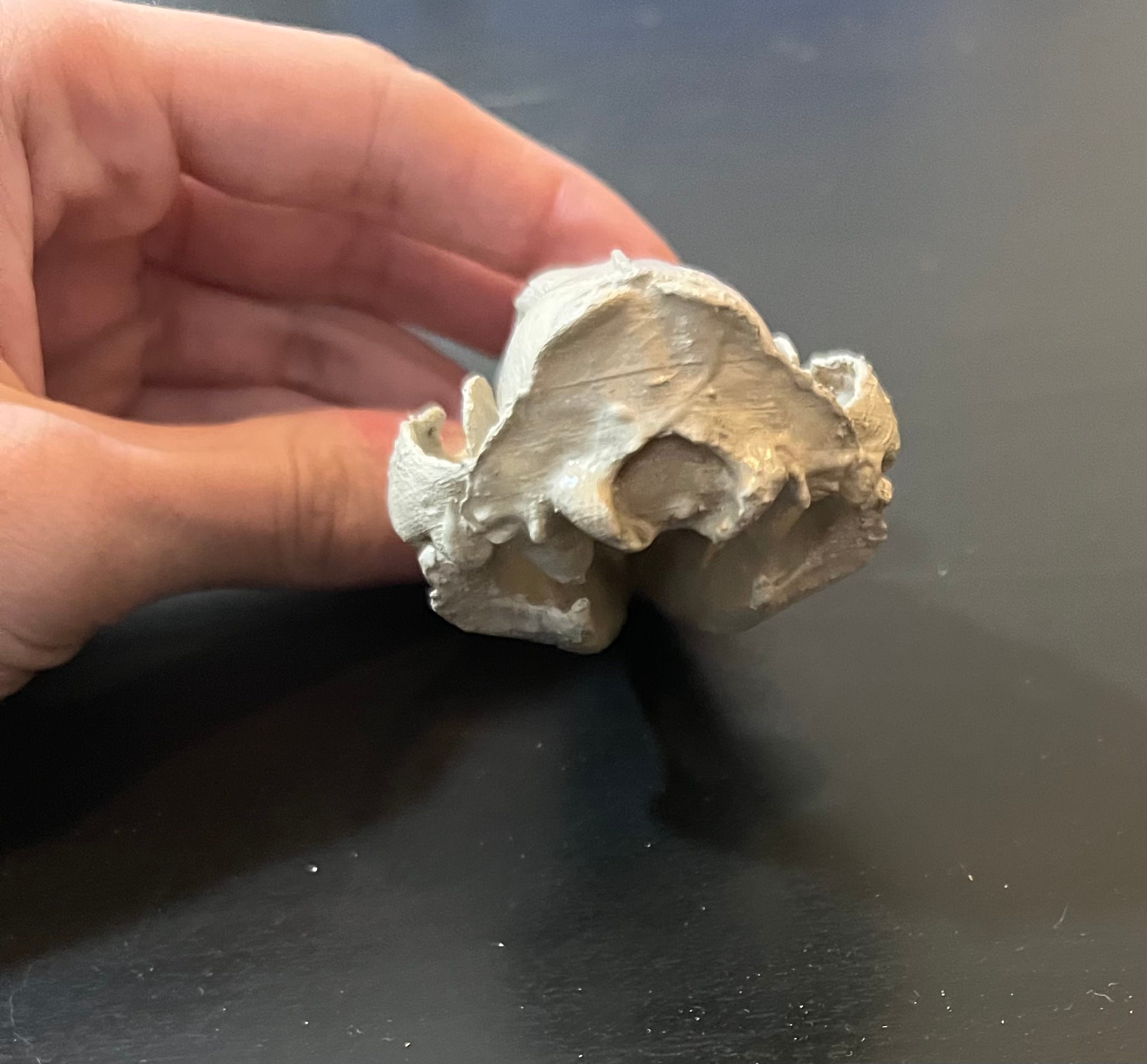 3D Printed Replica Quoll Skull Lifesize Hand Painted - Etsy