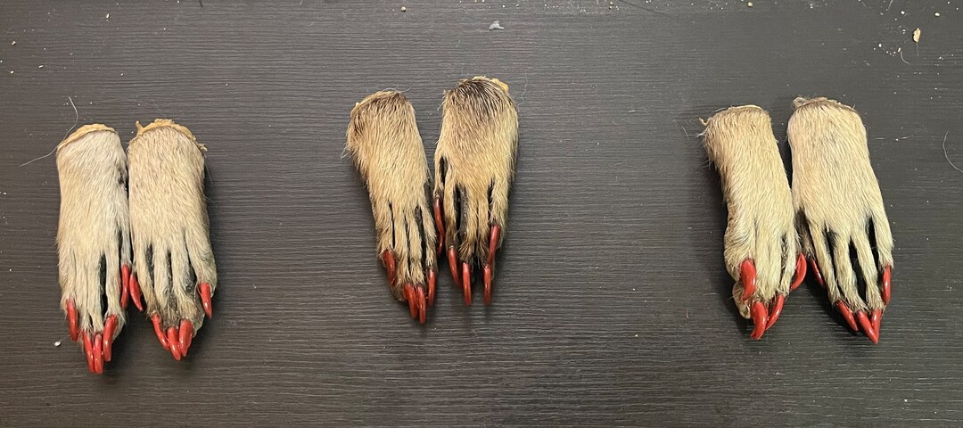 Raccoon Paw PAIRS With Painted Red Claws Creepy Halloween Taxidermy - Etsy
