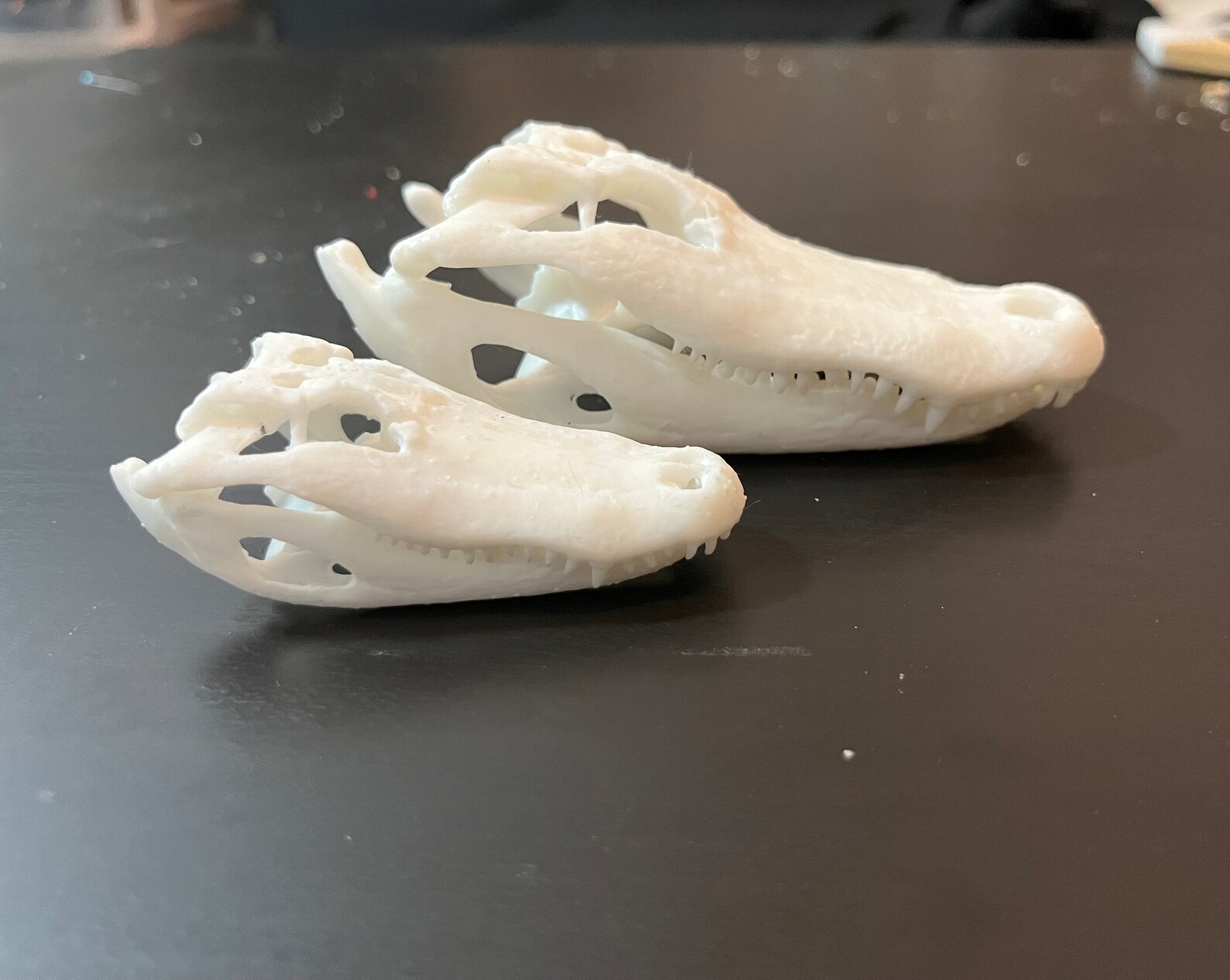 Replica Alligator Skulls PAIR in Two Sizes - Etsy