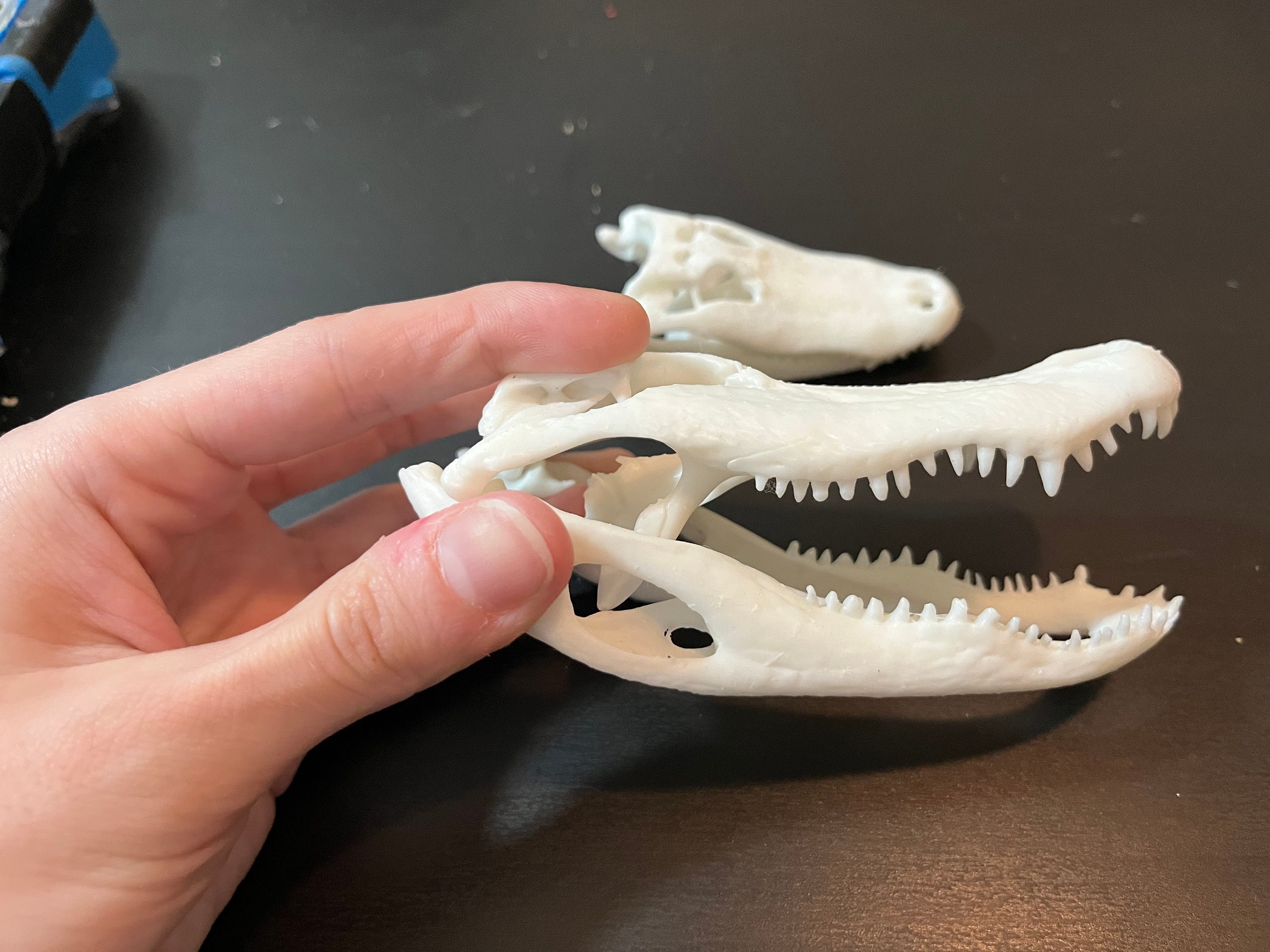 Replica Alligator Skulls PAIR in Two Sizes - Etsy