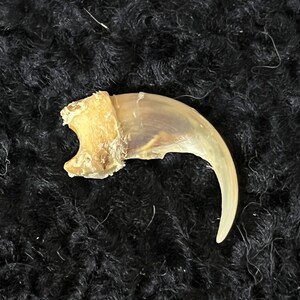 Real Wolverine Claws All Sizes - Etsy