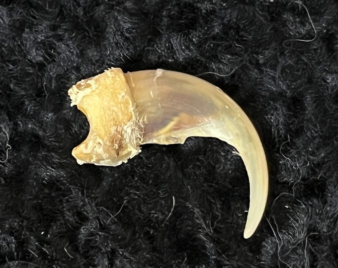 Real Wolverine Claws All Sizes - Etsy