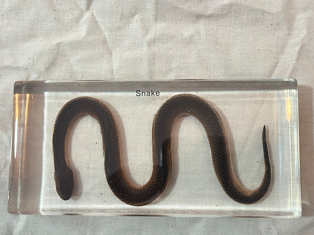 Preserved Water Snake in Resin - Etsy