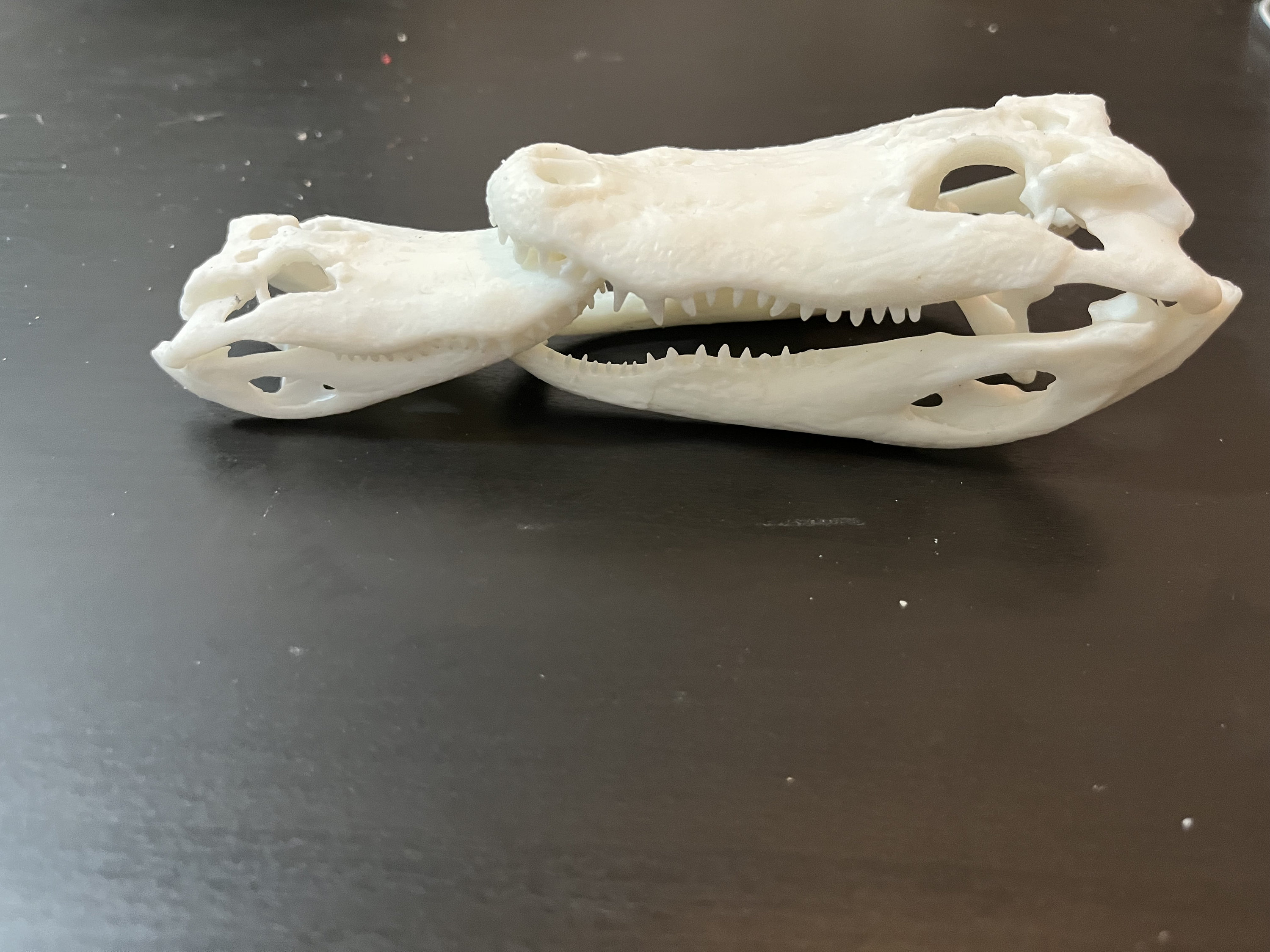 Replica Alligator Skulls PAIR in Two Sizes - Etsy