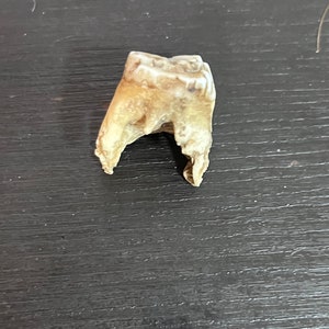 Pathological Mini Pig Molar BENEFITS CHARITY - Etsy