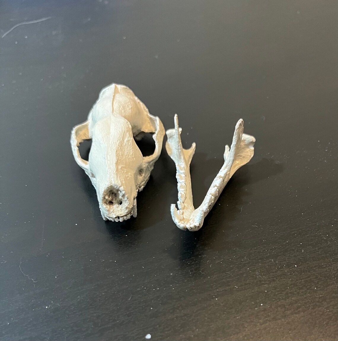 3D Printed Replica Quoll Skull Lifesize Hand Painted - Etsy