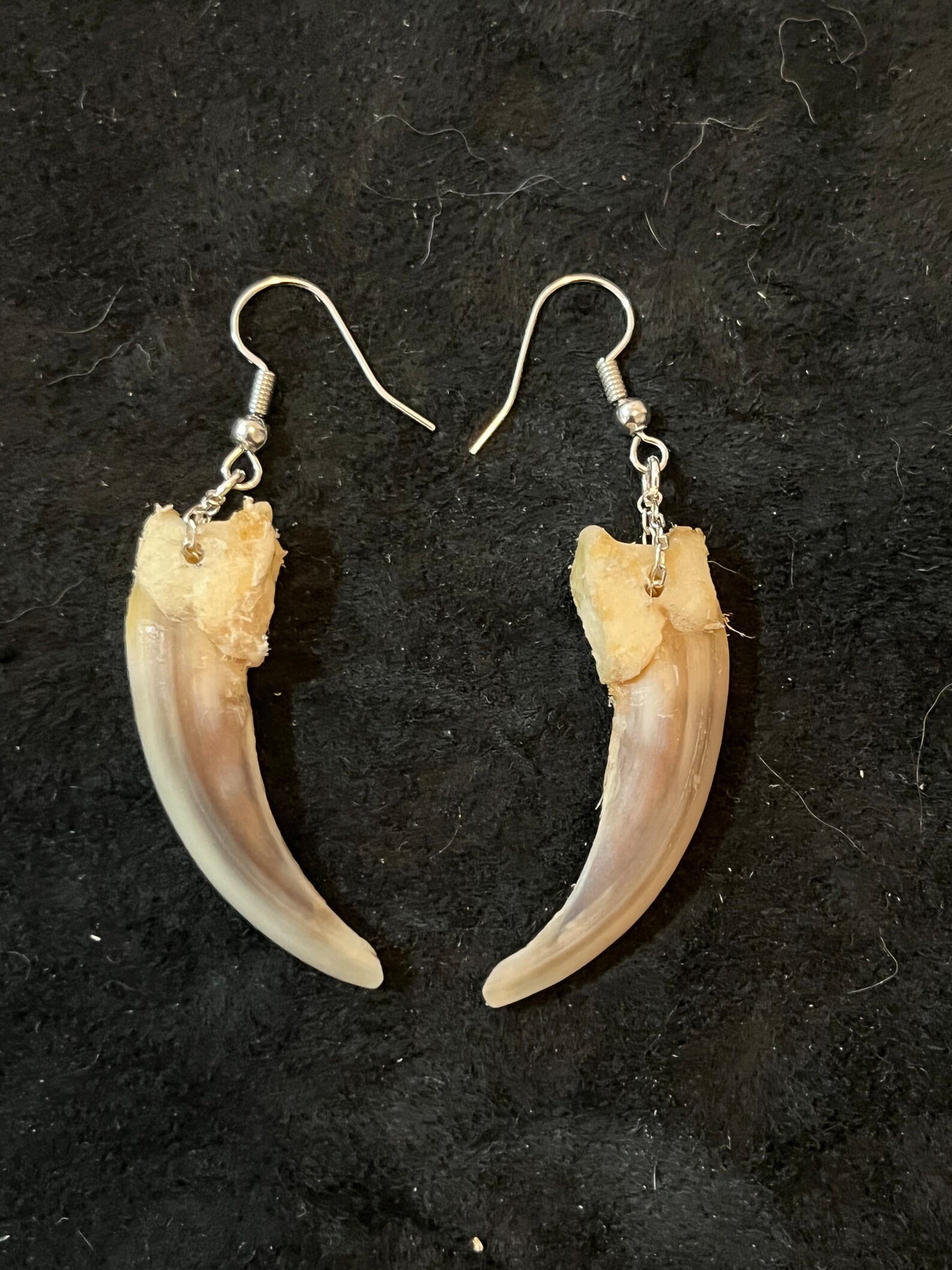 Real Badger Front Claw Earrings - Etsy
