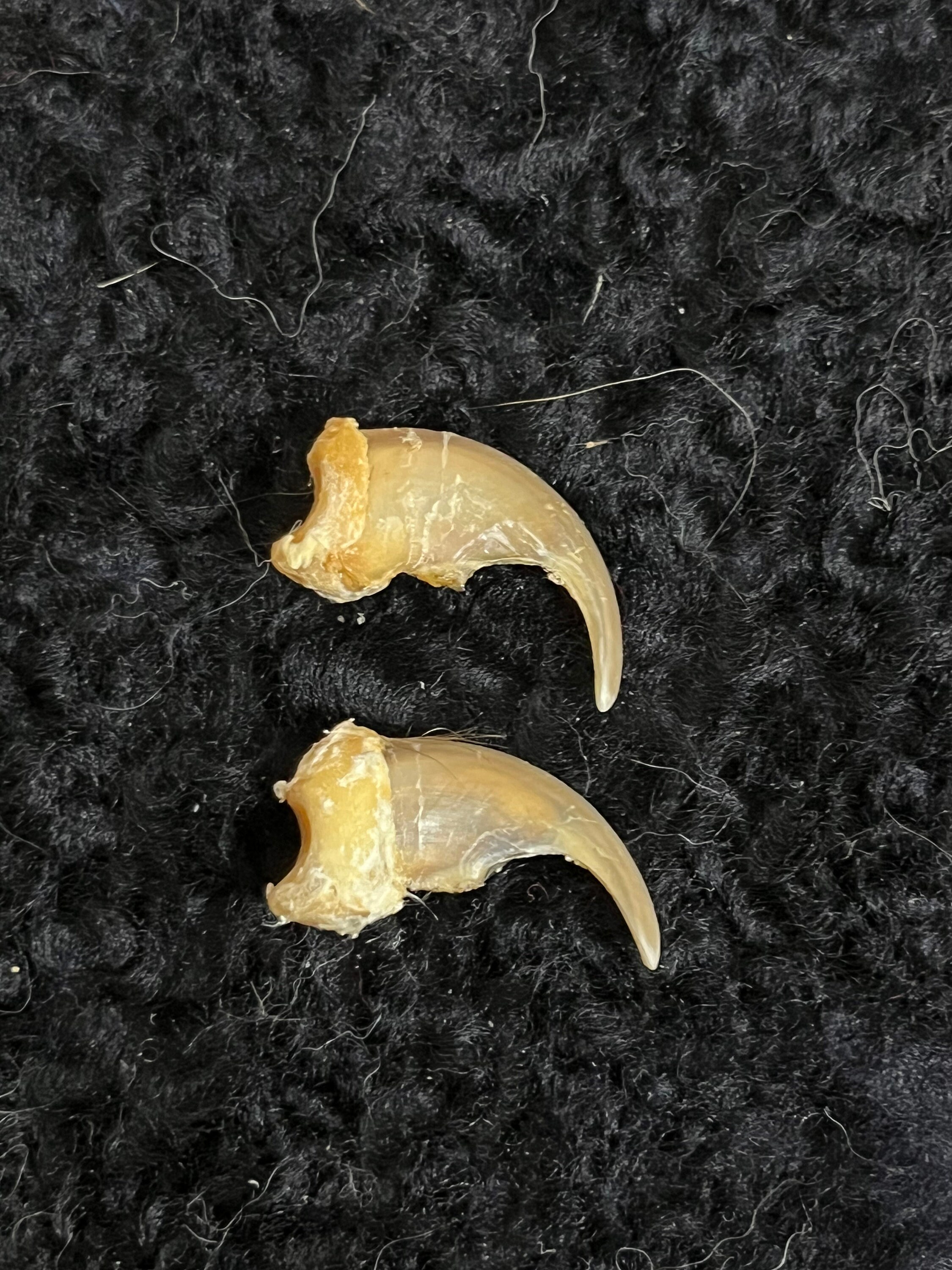 Real Wolverine Claws All Sizes - Etsy