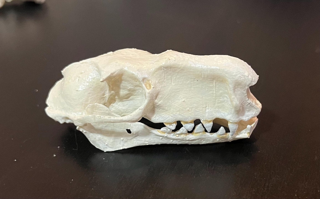 Hammer Headed Fruit Bat Skull REPLICA Lifesize 3D Printed Hand Painted ...