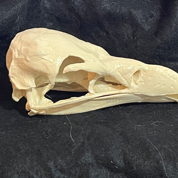 Vulture Skull - Etsy