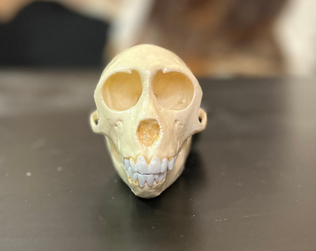 Female Macaque Skull Replica 3D Printed Resin Handmade to Scale - Etsy