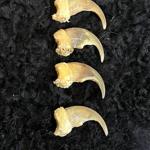 Real Wolverine Claws All Sizes - Etsy