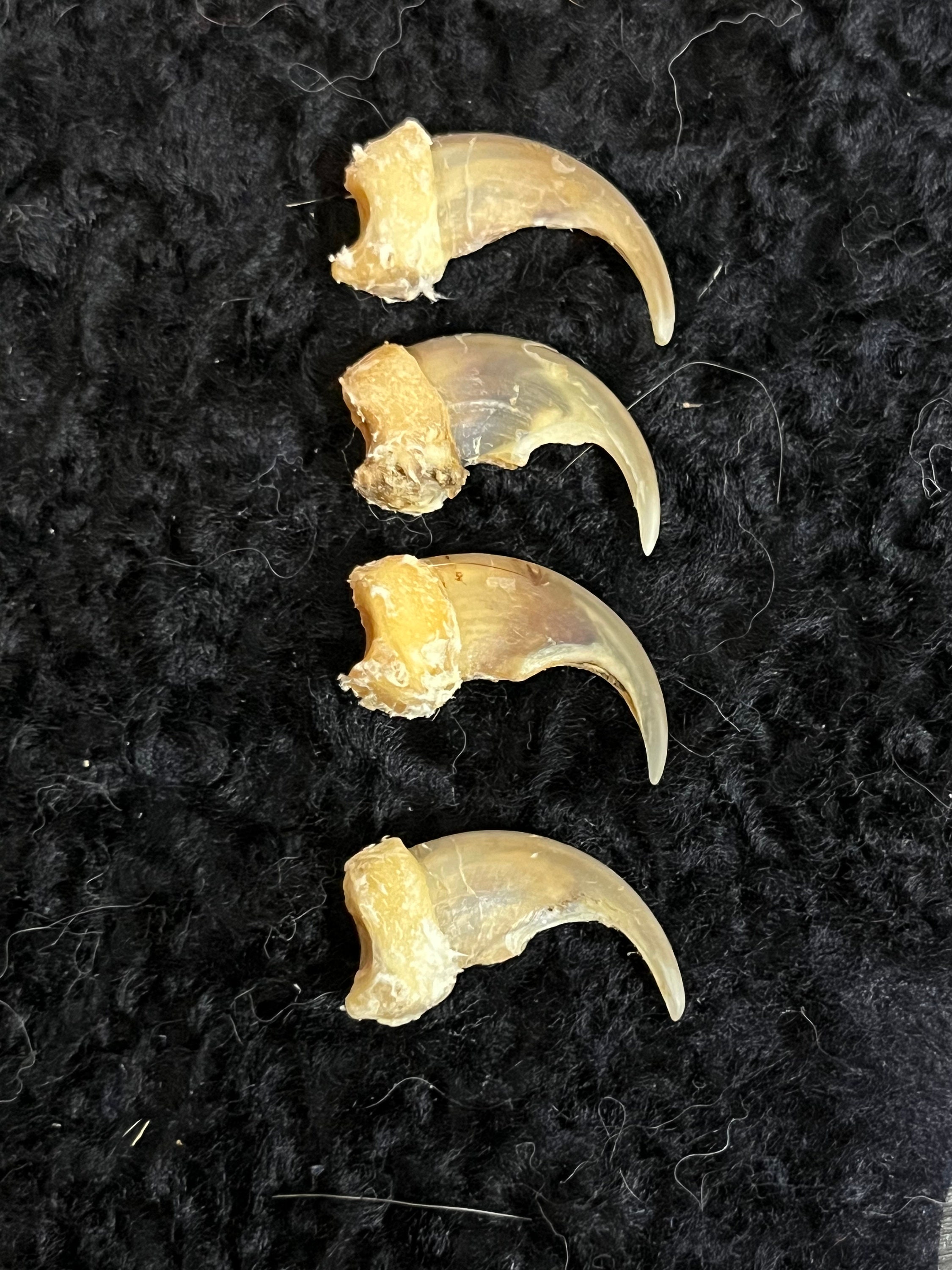 Real Wolverine Claws All Sizes - Etsy