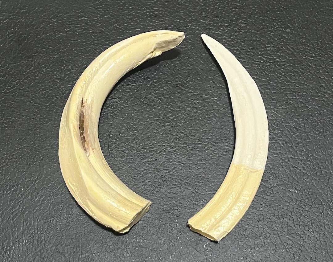 Replica Warthog Tusks Hand Made Resin PAIR Upper and Lower Life Size - Etsy