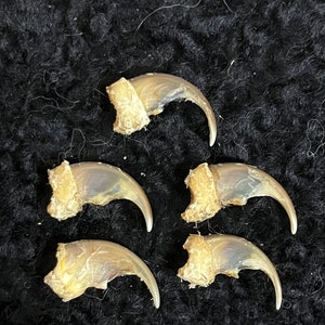 Real Wolverine Claws All Sizes - Etsy