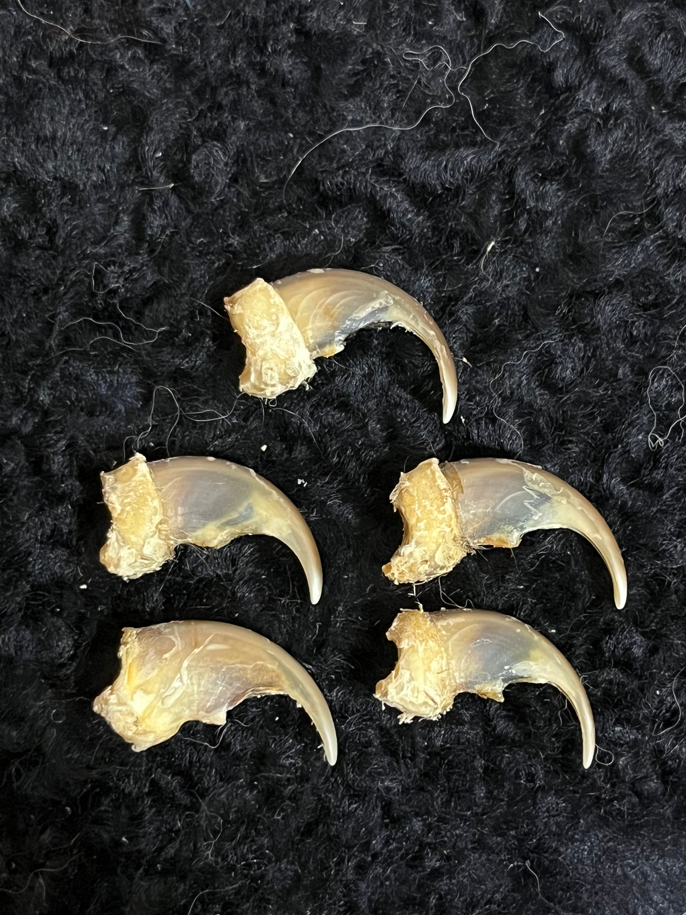 Real Wolverine Claws All Sizes - Etsy