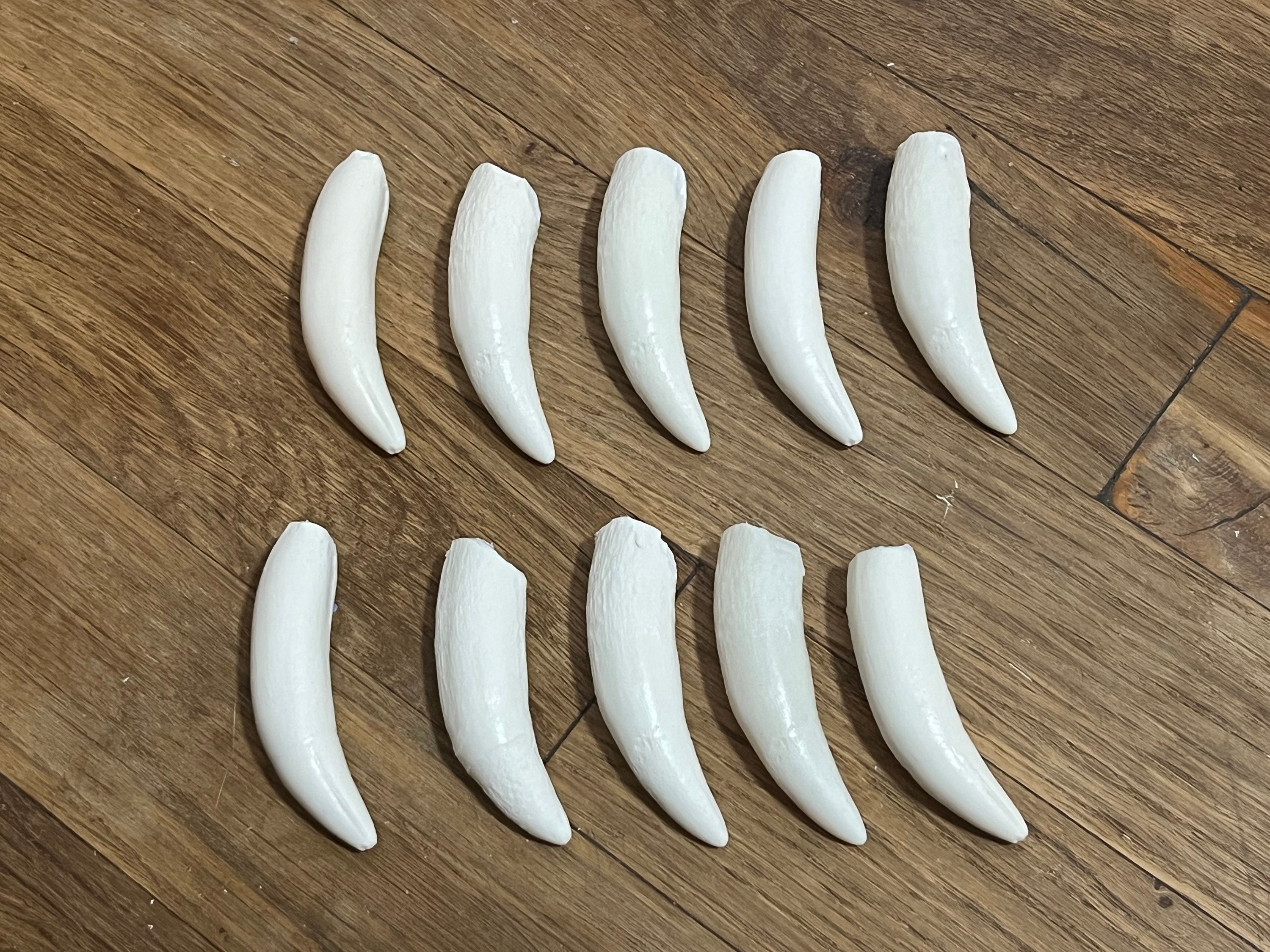 10 XL Gator Teeth Replicas Set Very Realistic Resin - Etsy